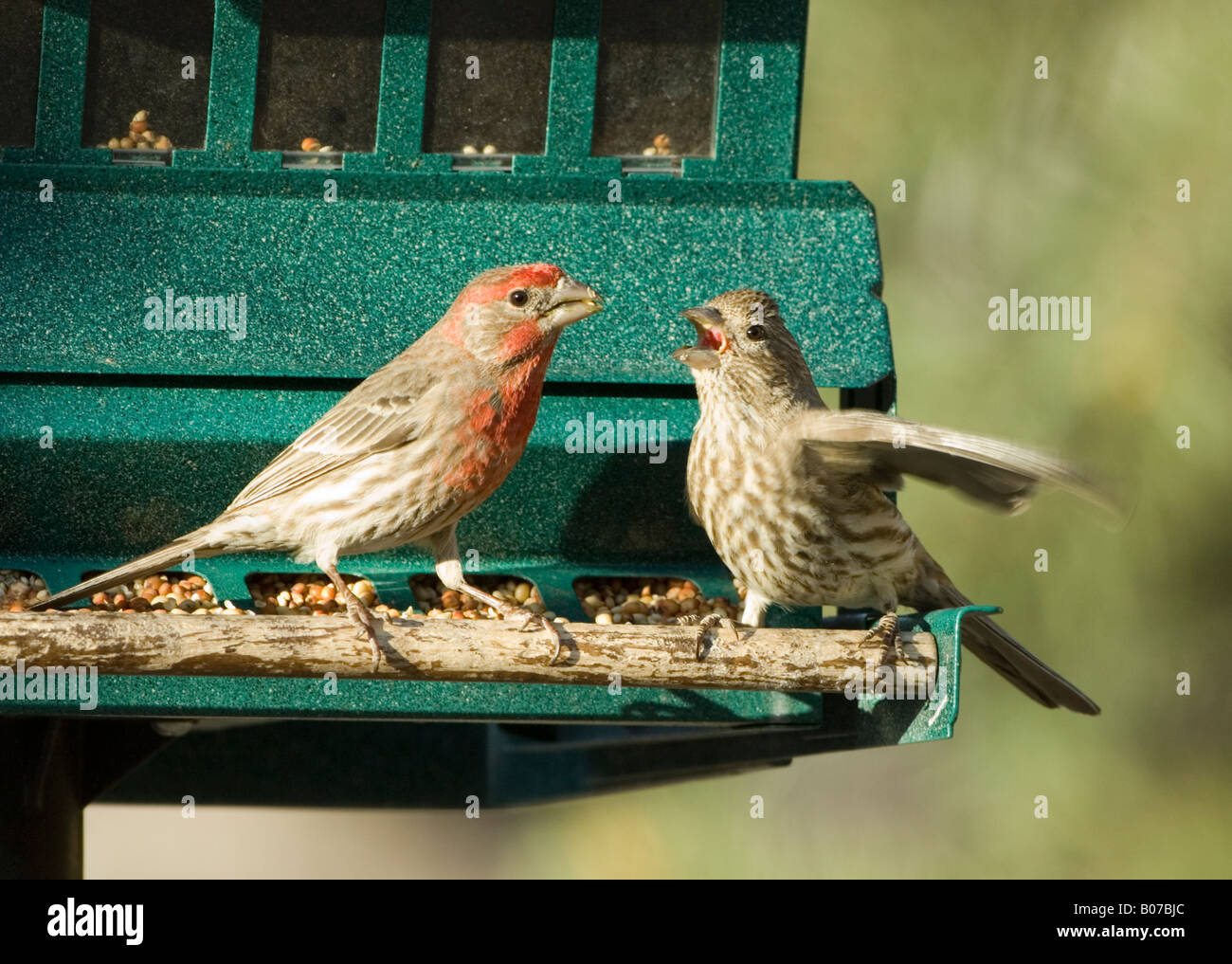 Juvenile House Finch