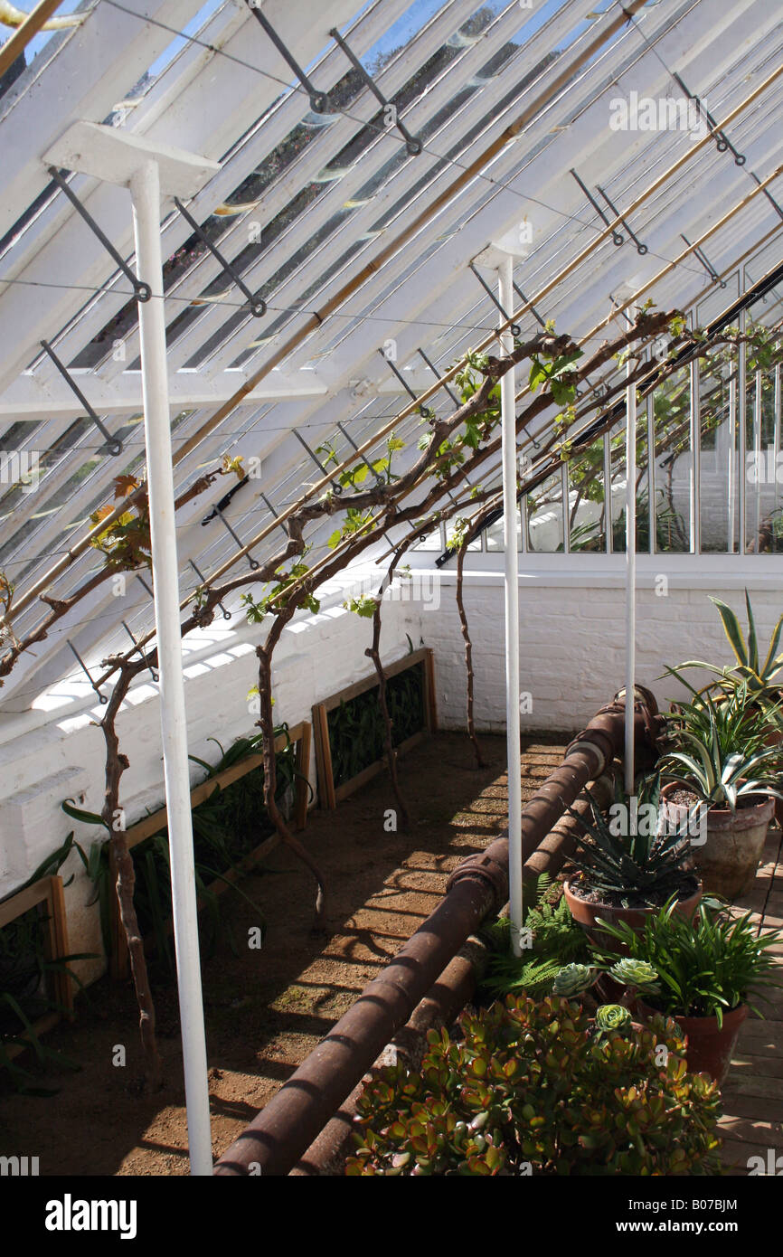 VINES GROWING IN A VICTORIAN VINERY Stock Photo - Alamy