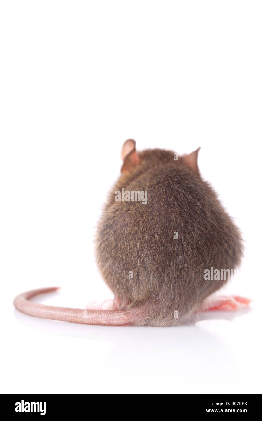 Rat hi-res stock photography and images - Alamy