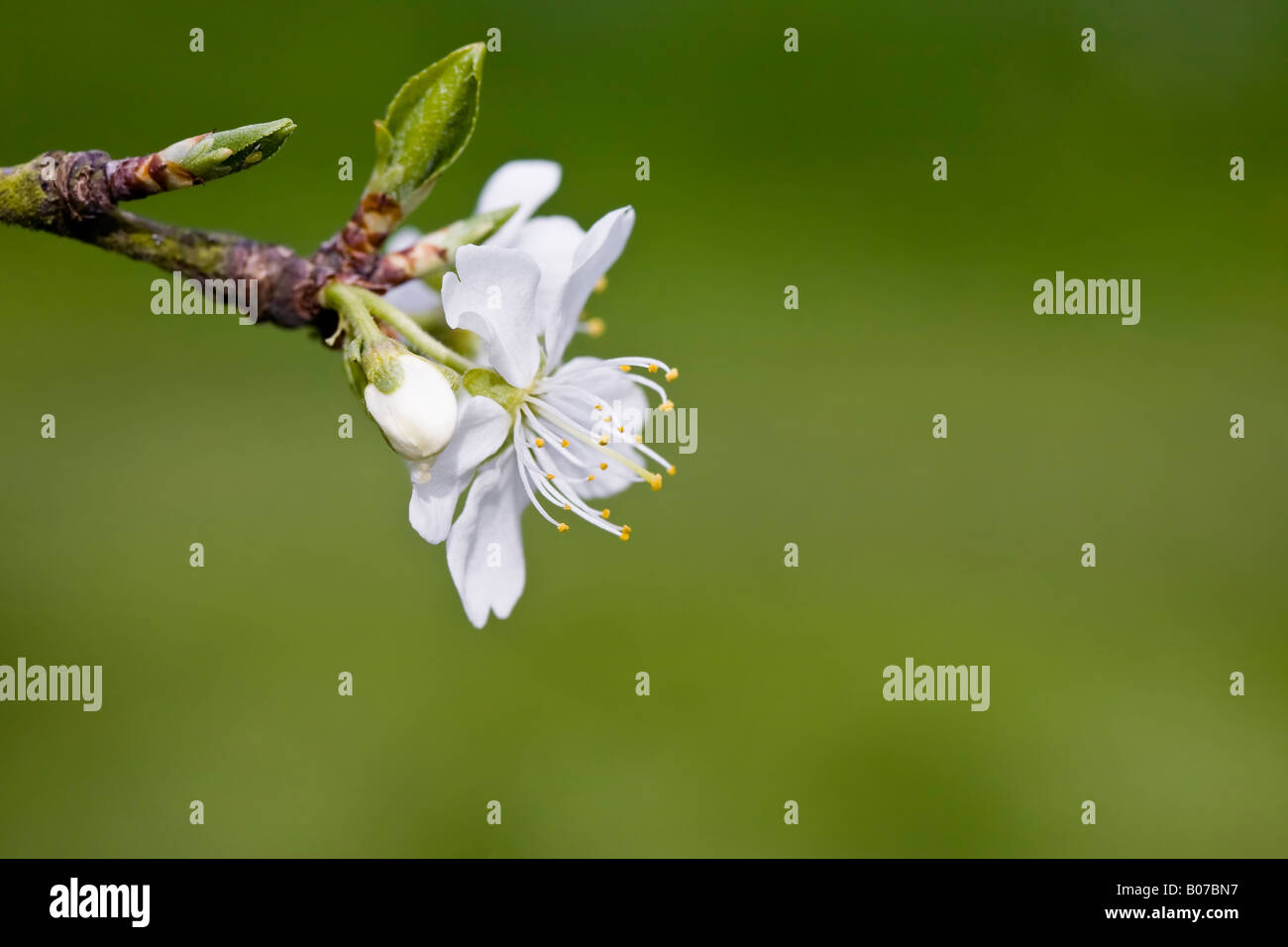 Prunus blossom 'Victoria plum' in an English orchard Stock Photo - Alamy