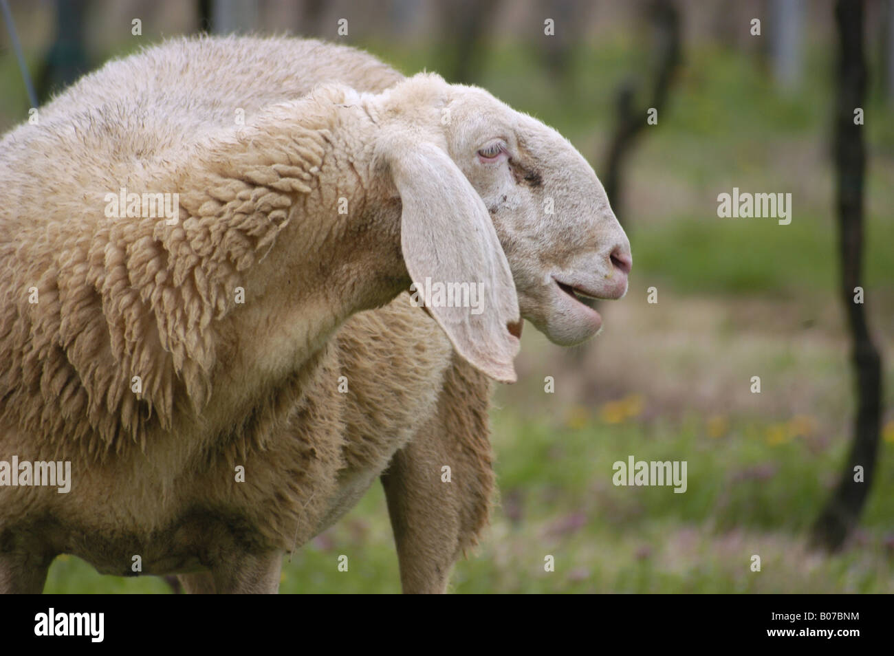 Ovis ovino hi-res stock photography and images - Alamy