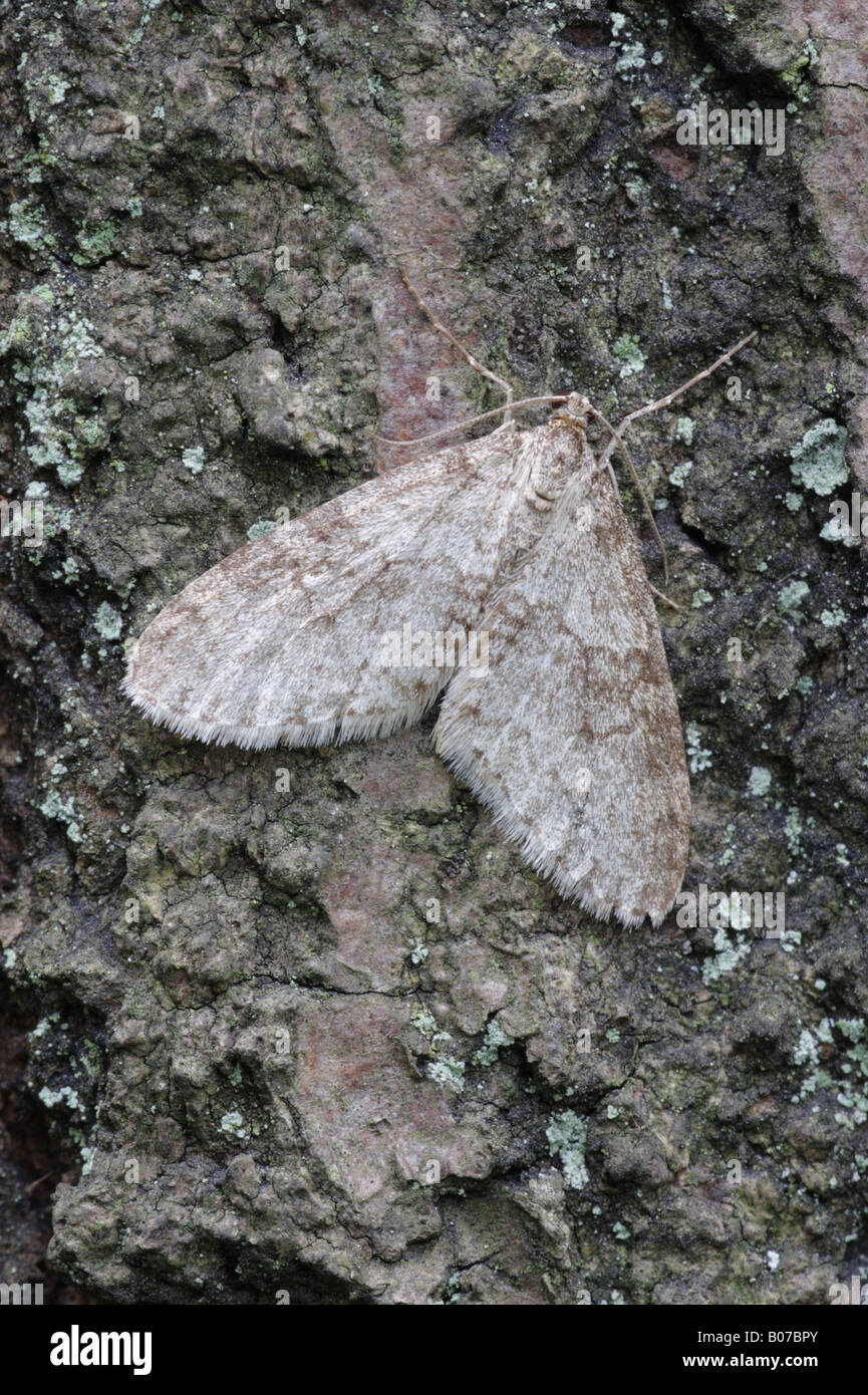 Early tooth striped moth hi-res stock photography and images - Alamy
