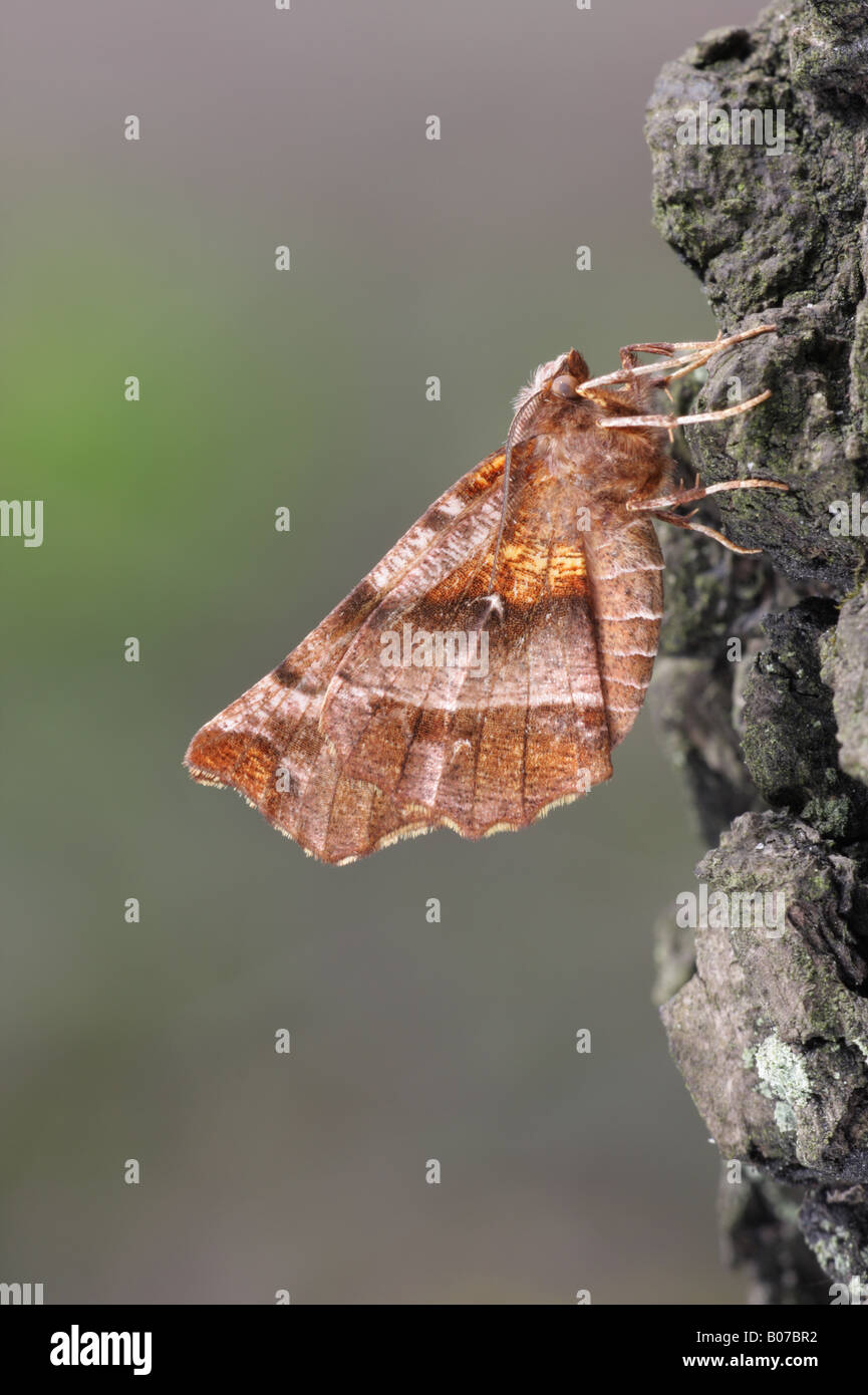 Early thorn moth selenia dentaria hi-res stock photography and images ...