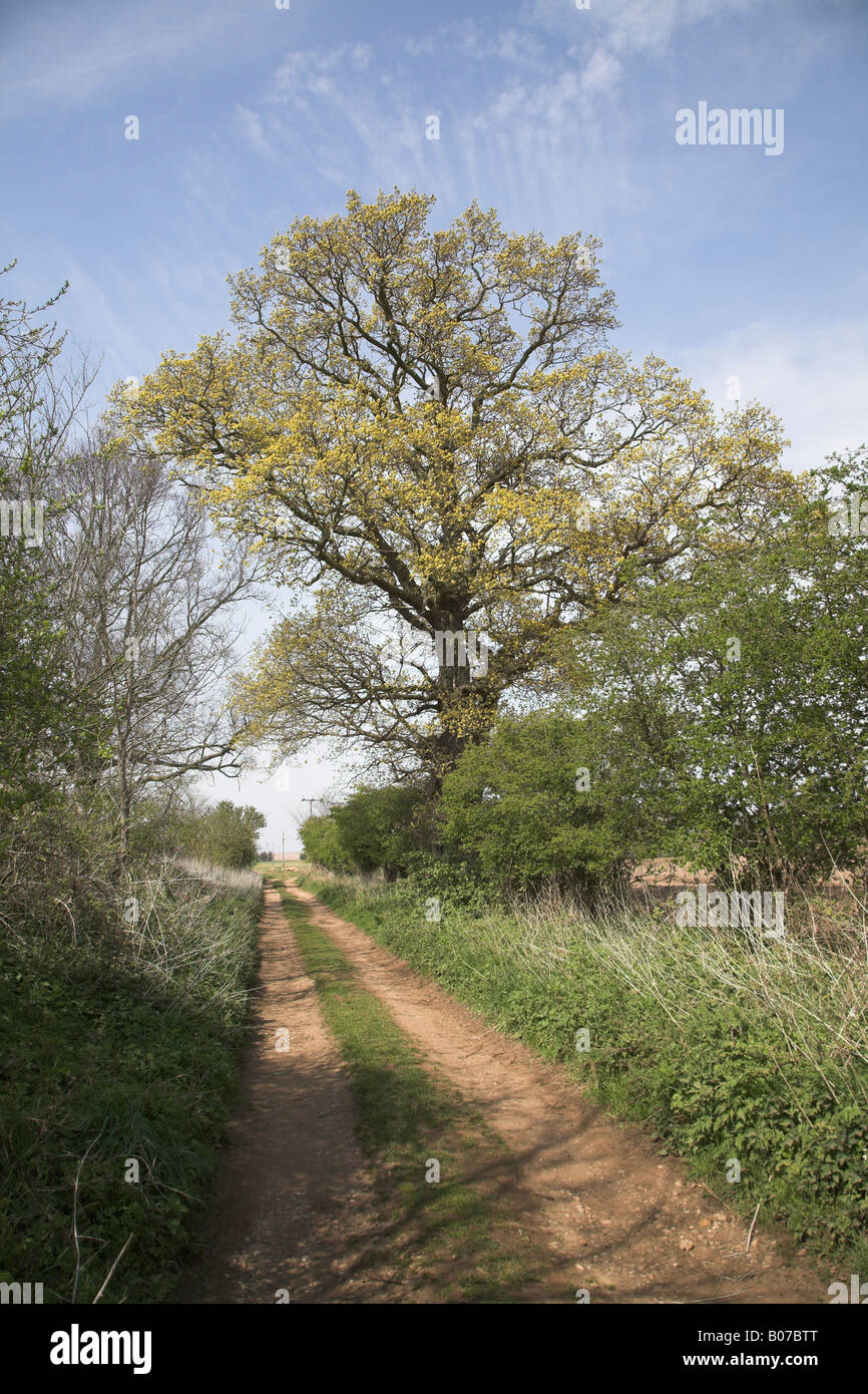 New spring leaves of English oak tree in country lane, Butley, Suffolk ...
