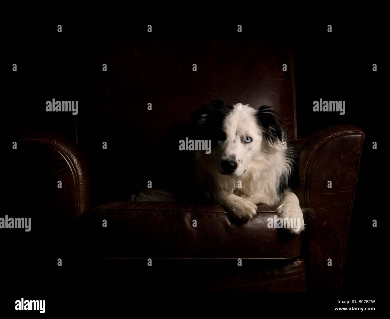A sheepdog laying in a big leather chair Stock Photo - Alamy