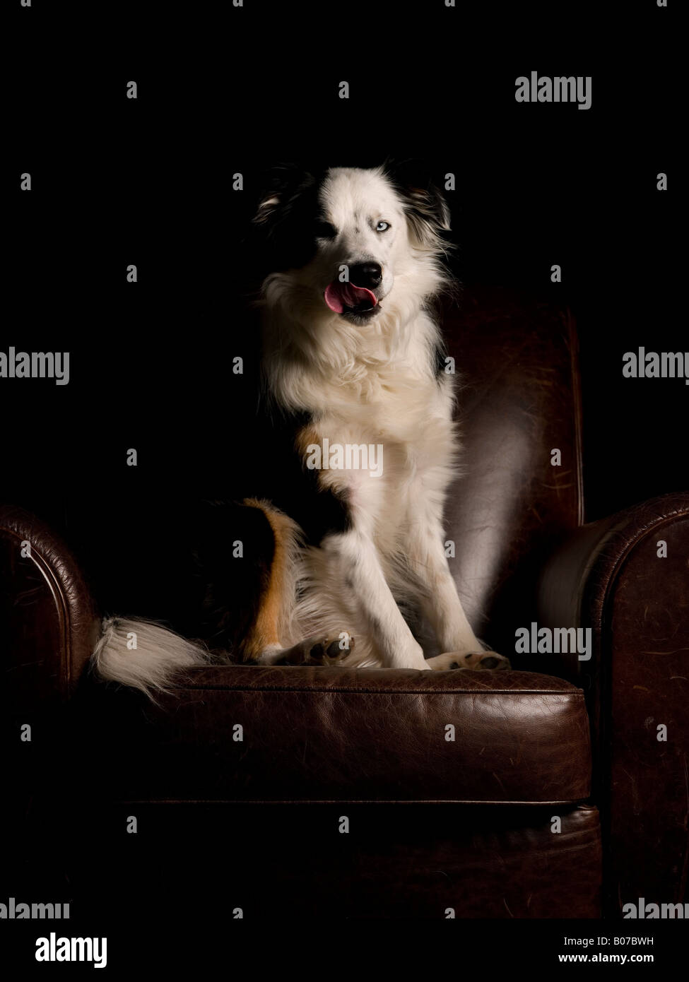 Sheep sitting on chair hi-res stock photography and images - Alamy
