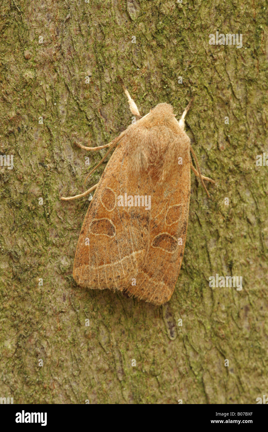 Common Quaker - Orthosia cerasi Stock Photo - Alamy