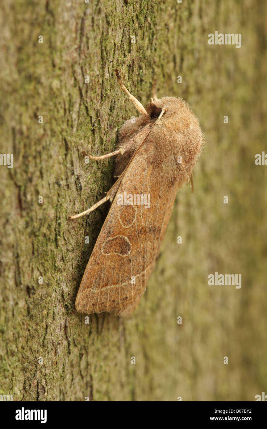 Common quaker moth hi-res stock photography and images - Alamy