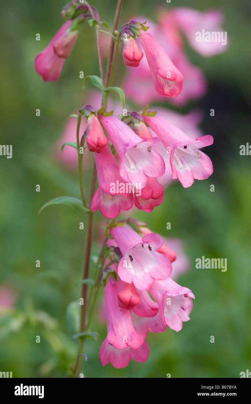 Pennington hi-res stock photography and images - Alamy