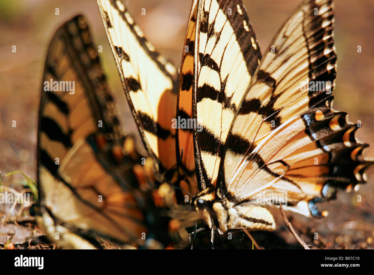 Swallow-tail butterfly, Okefenokee swamp National Wildlife refuge ...