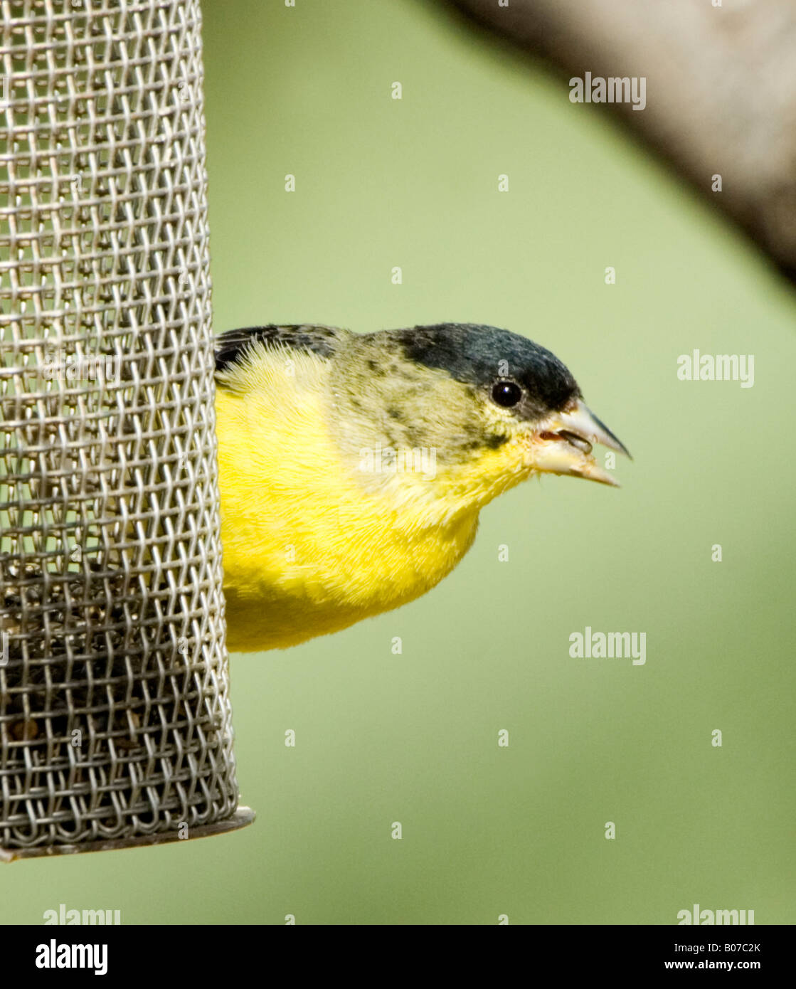 Lesser goldfinch on feeder carduelis hi-res stock photography and ...