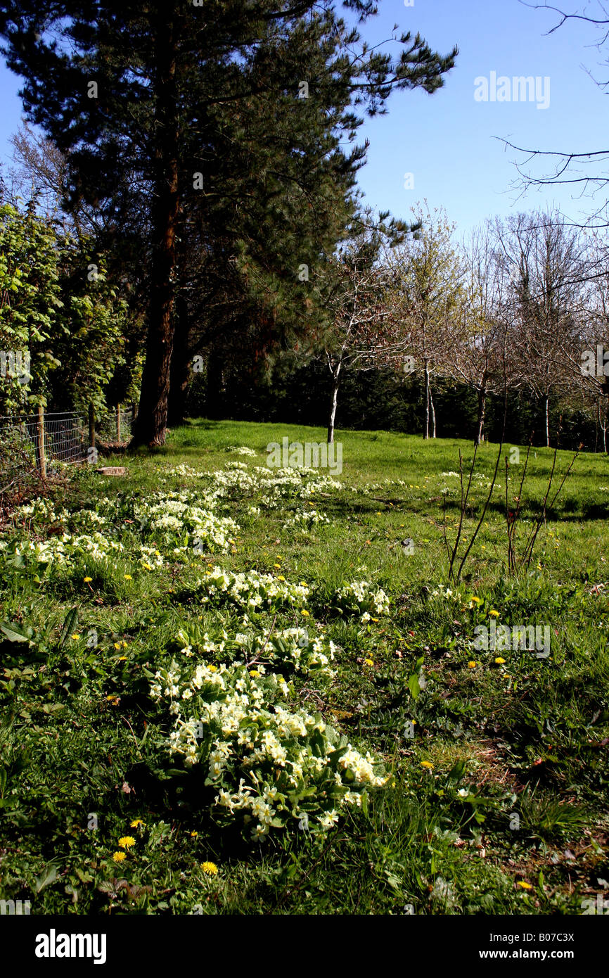England Wildflowers Tree Yellow High Resolution Stock Photography and ...