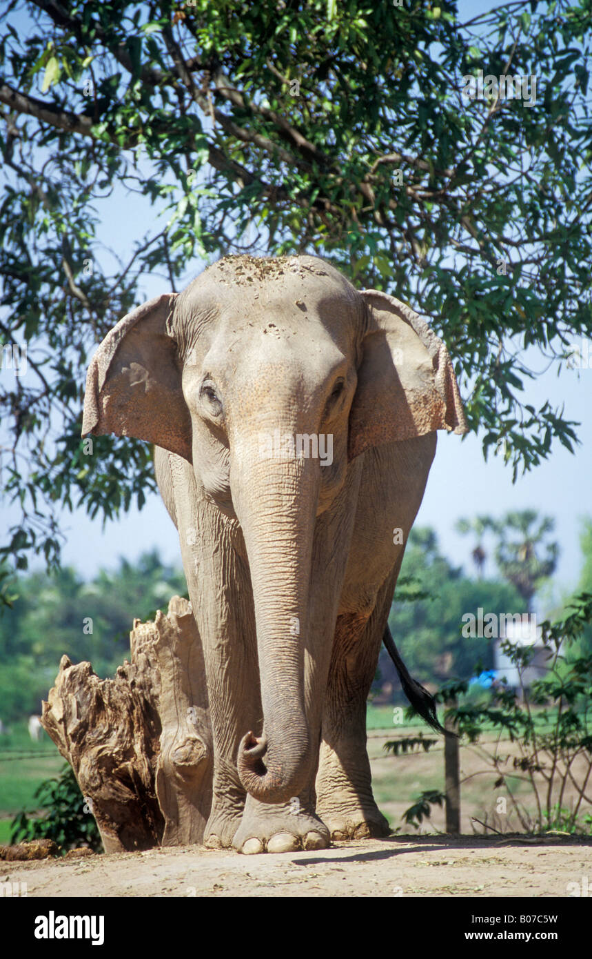 Cambodia Elephant Mekong Island Stock Photo - Alamy