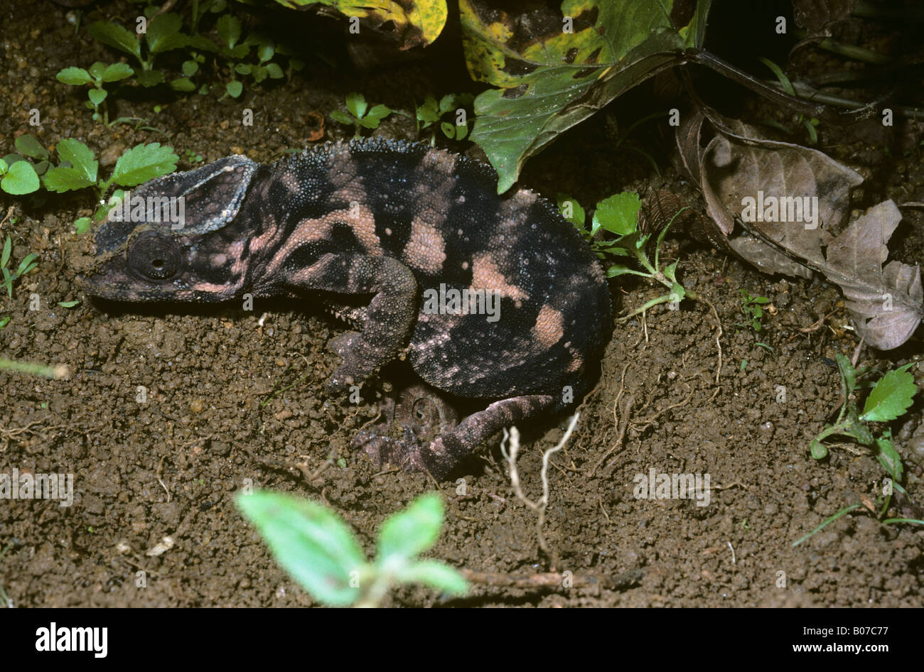 Panther Chameleon lizard Chamaeleo pardalis Chamaeleonidae female ...