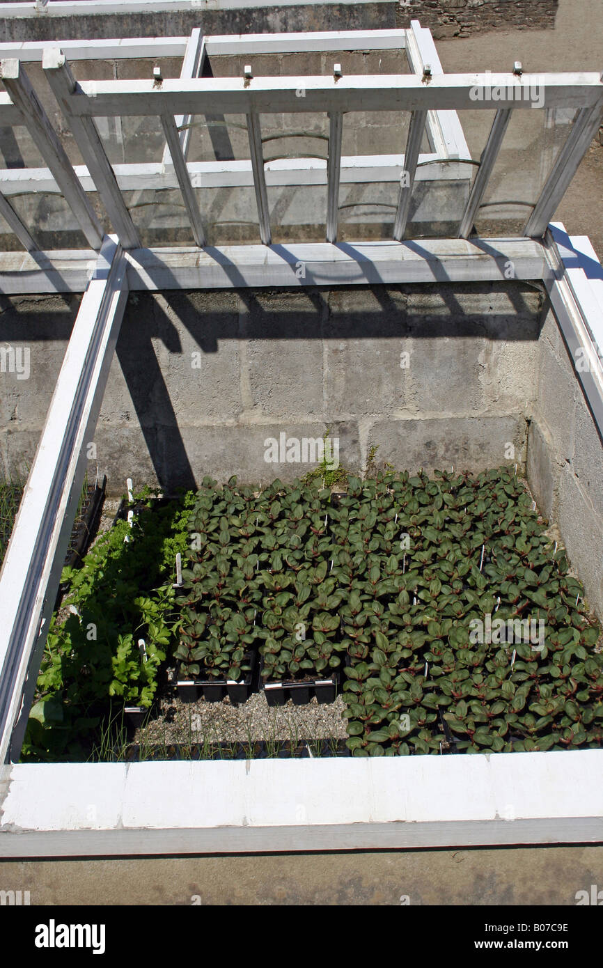 SEEDLINGS GROWING IN A COLD FRAME Stock Photo - Alamy