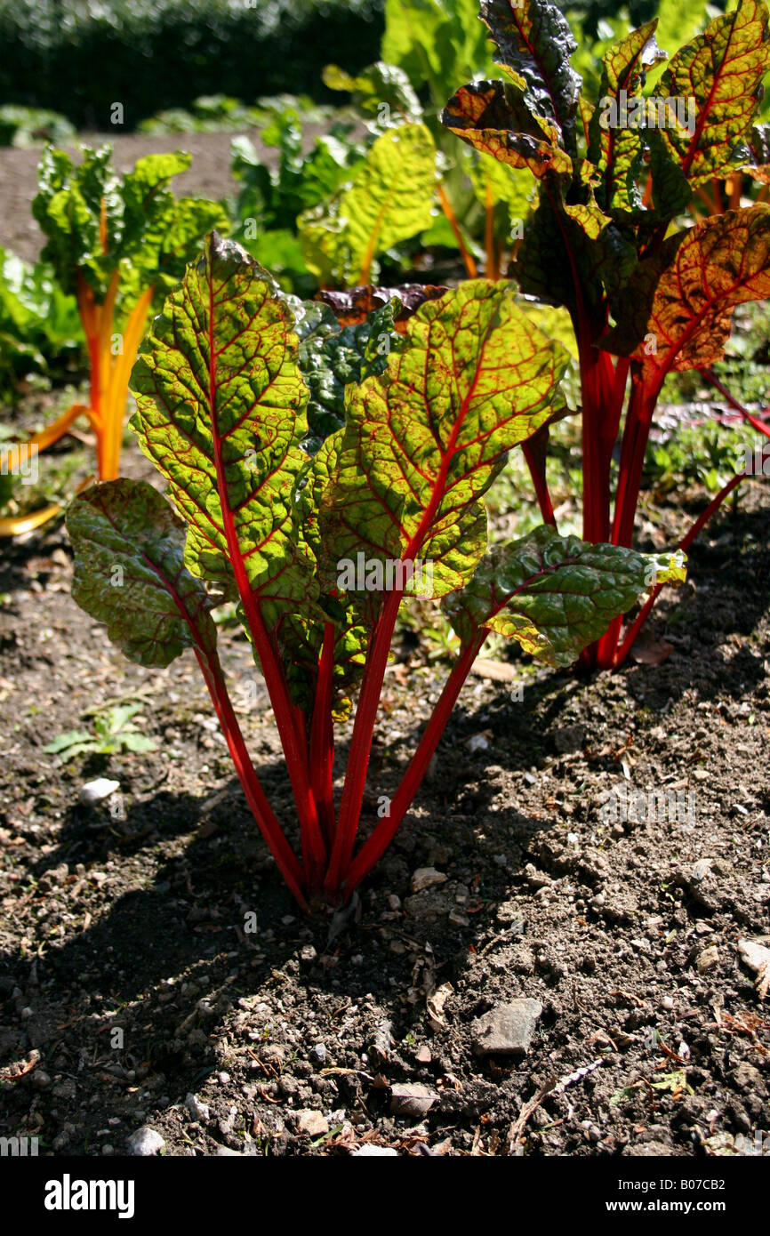 SWISS CHARD. RUBY CHARD. LEAF BEET Stock Photo - Alamy