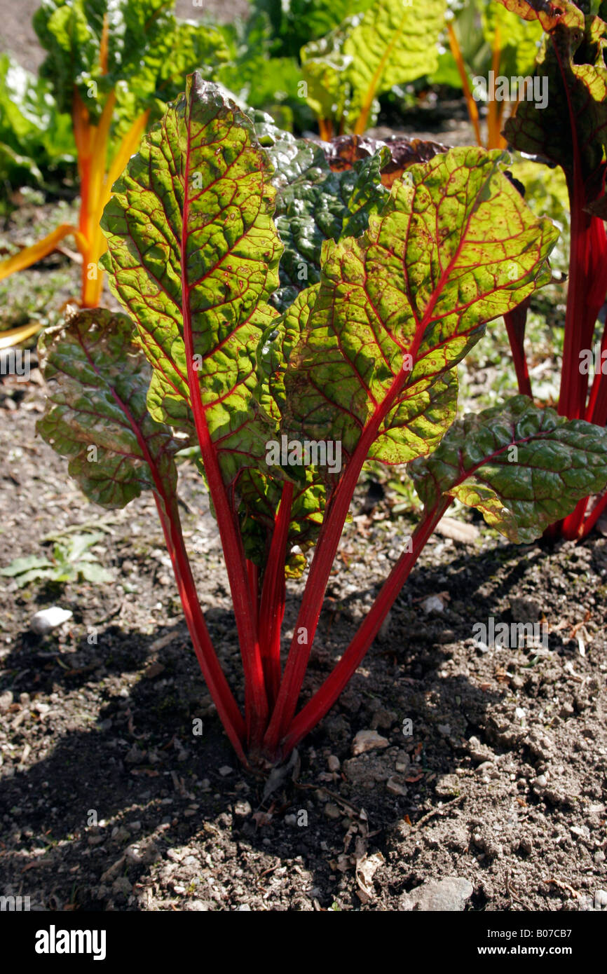 Red beet leaf hi-res stock photography and images - Alamy