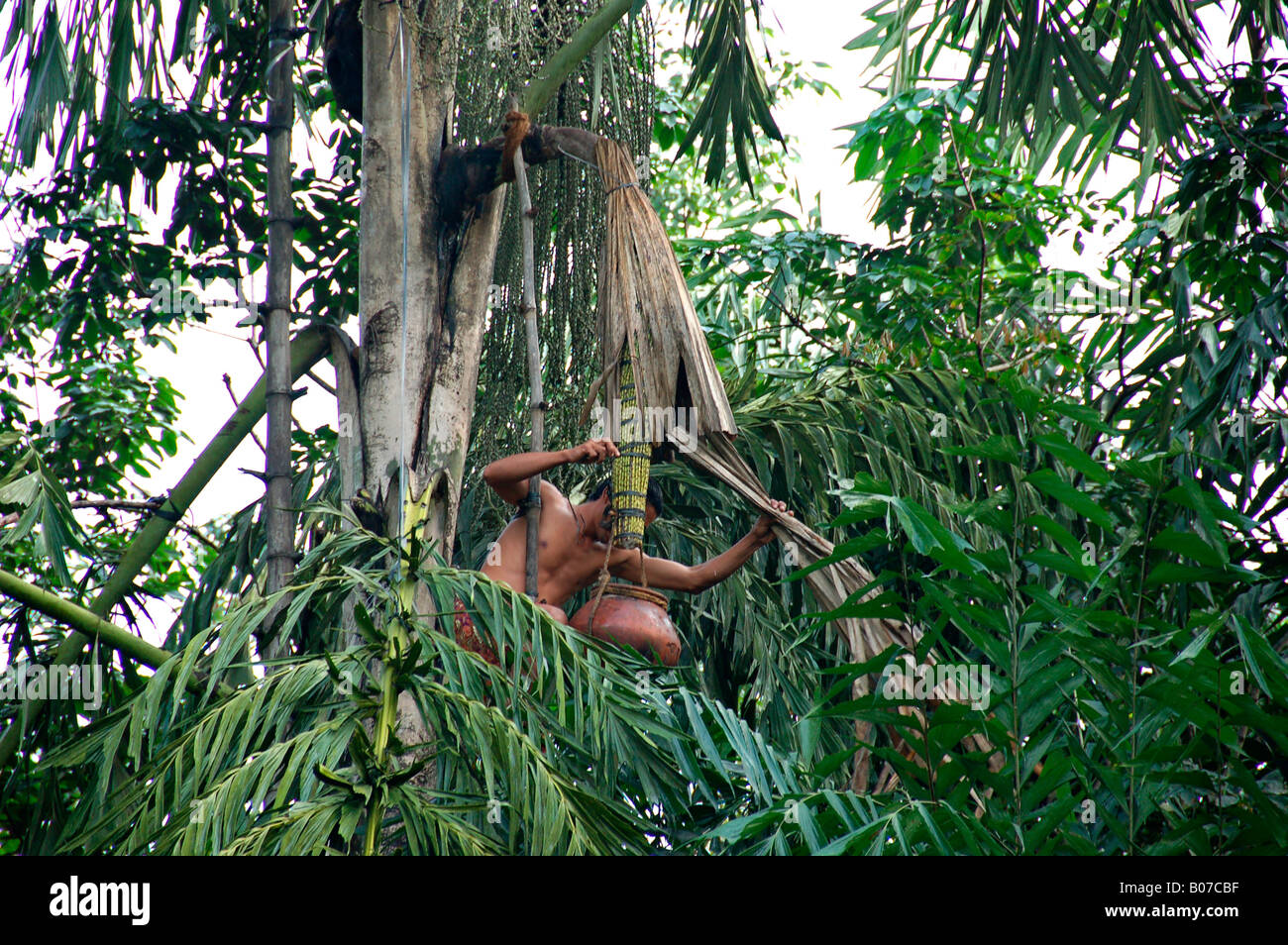 Kallu chethu collecting toddy hi-res stock photography and images - Alamy
