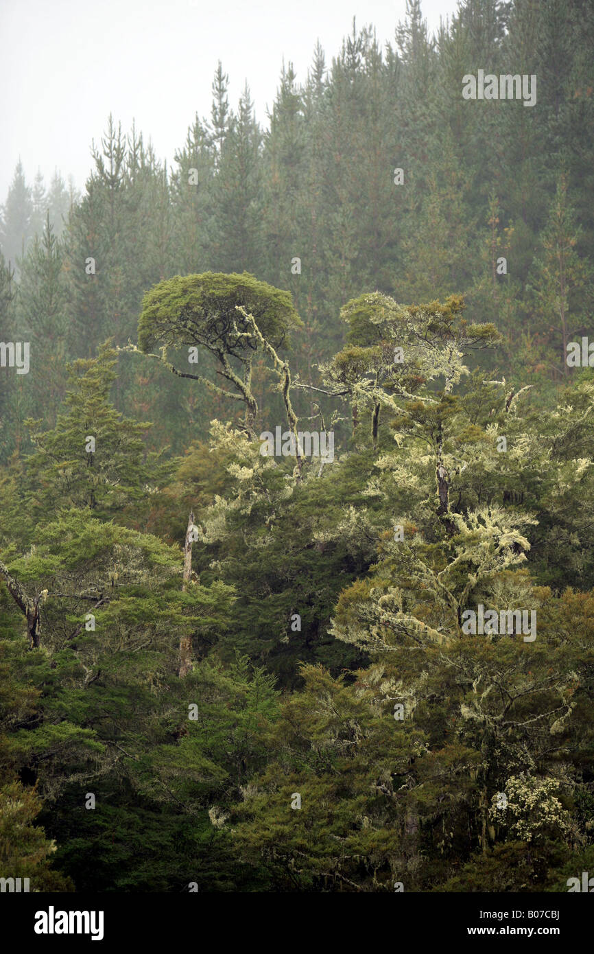 Indigenous trees in the Rimu valley forest beside Sandy bay road to ...