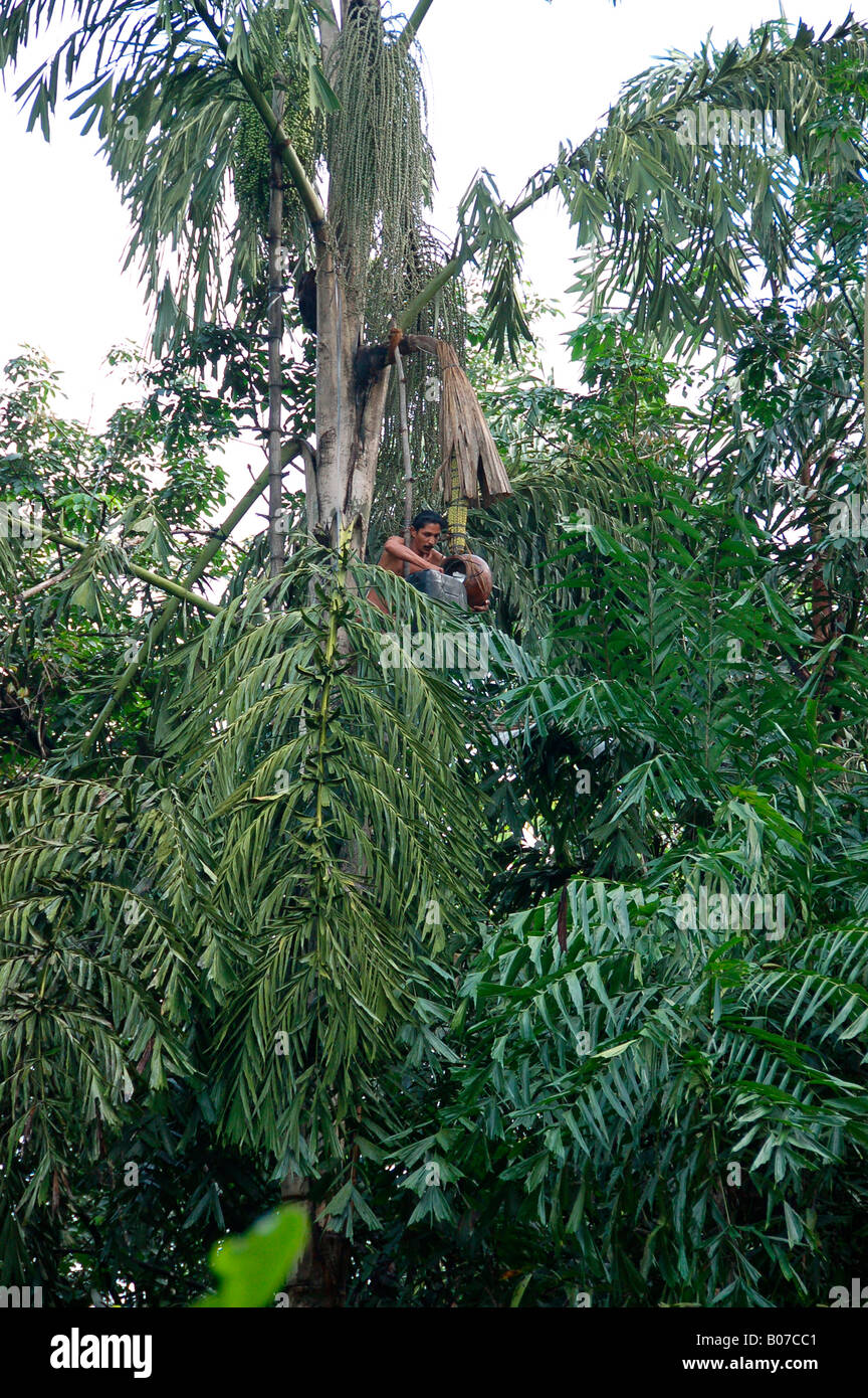 Toddy collecting hi-res stock photography and images - Alamy