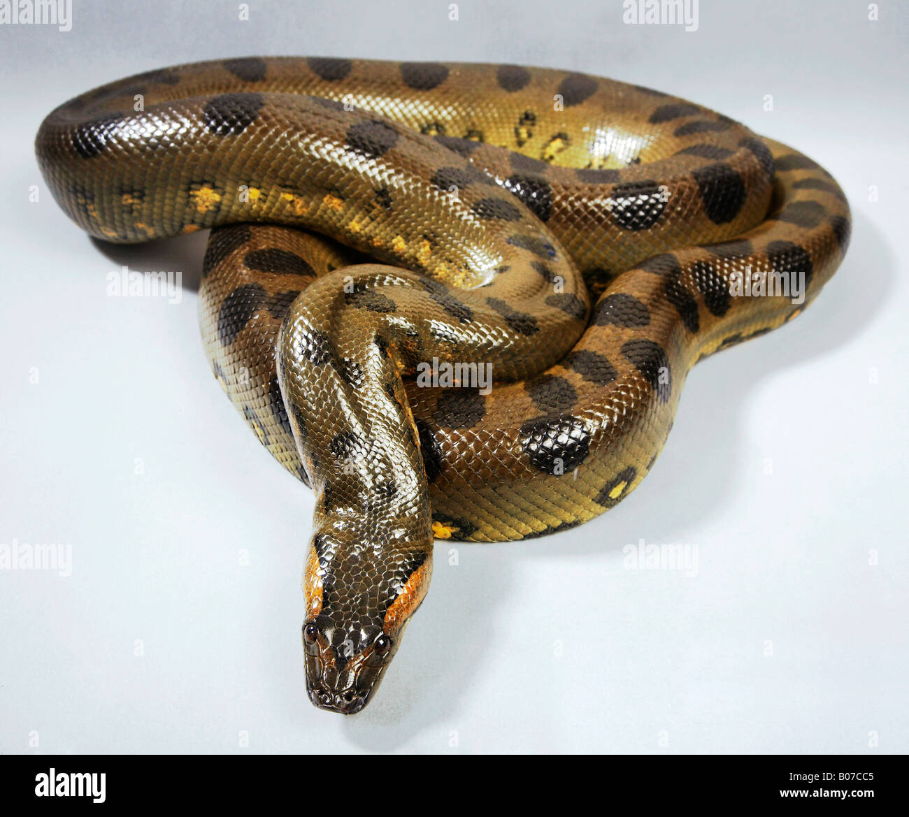 Anaconda snake mouth hi-res stock photography and images - Alamy