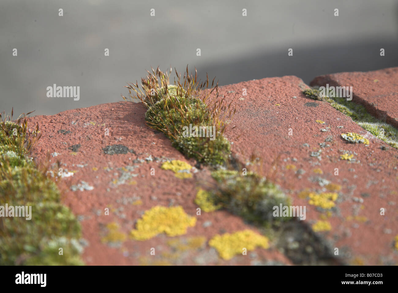 Biological weathering hi-res stock photography and images - Alamy