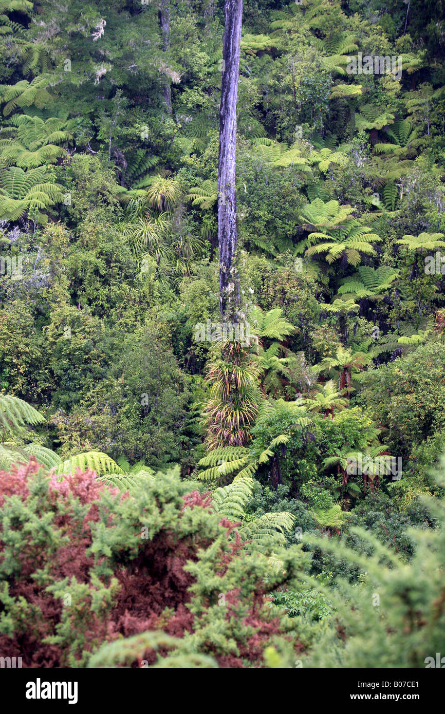 Indigenous trees in the Rimu valley forest beside Sandy bay road to ...