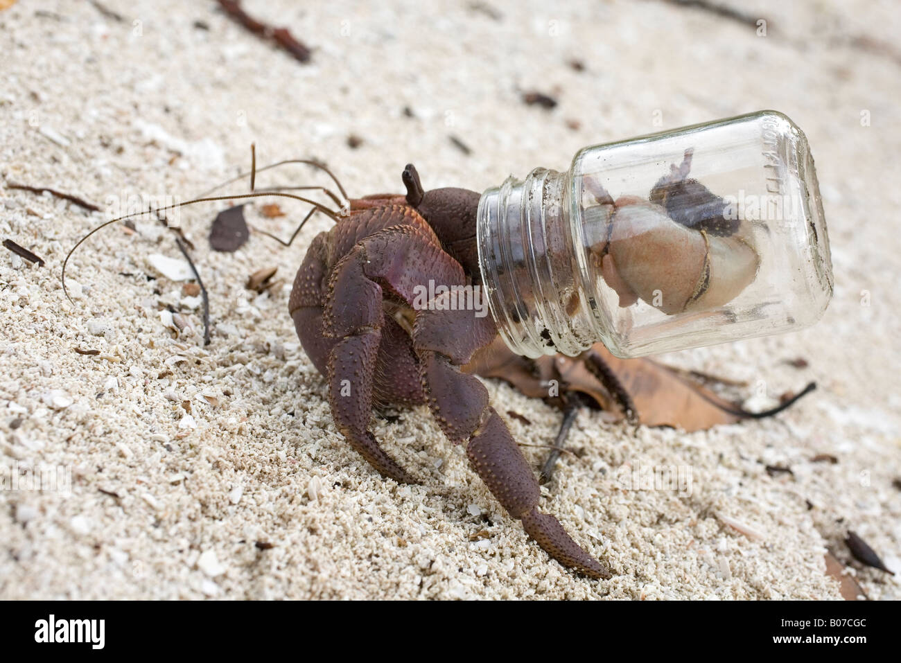 Hermit Crab Glass Shells