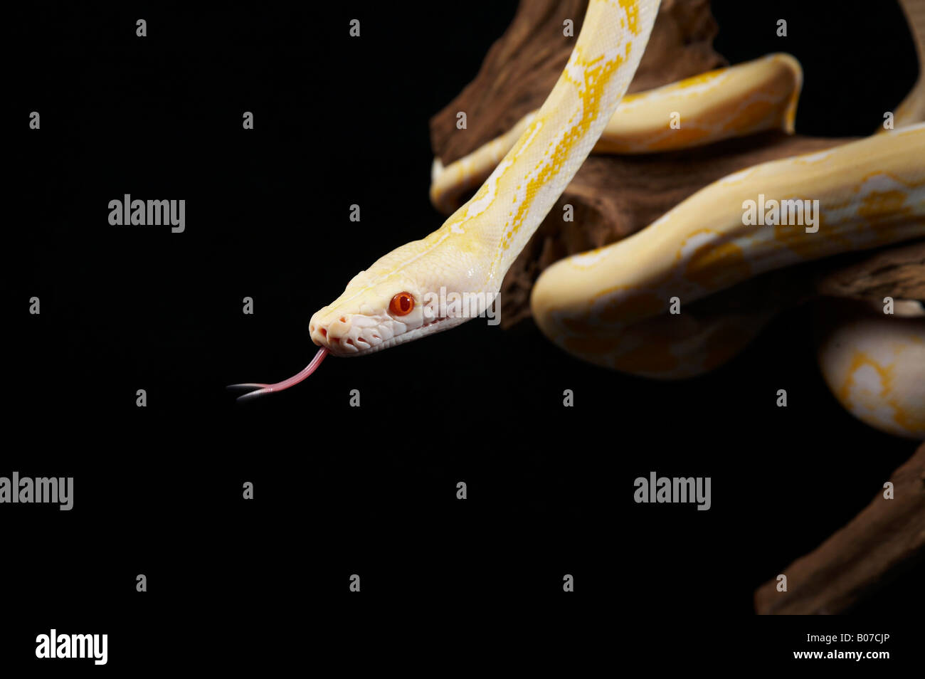 Albino Python on a branch Stock Photo - Alamy