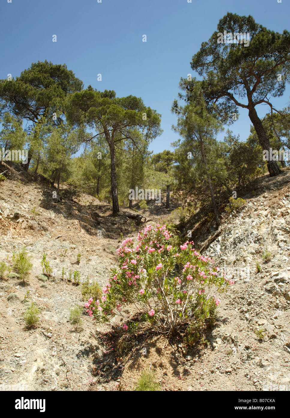 The road to Kykkos from Pano Panagia, Paphos District, Cyprus, 16 June ...
