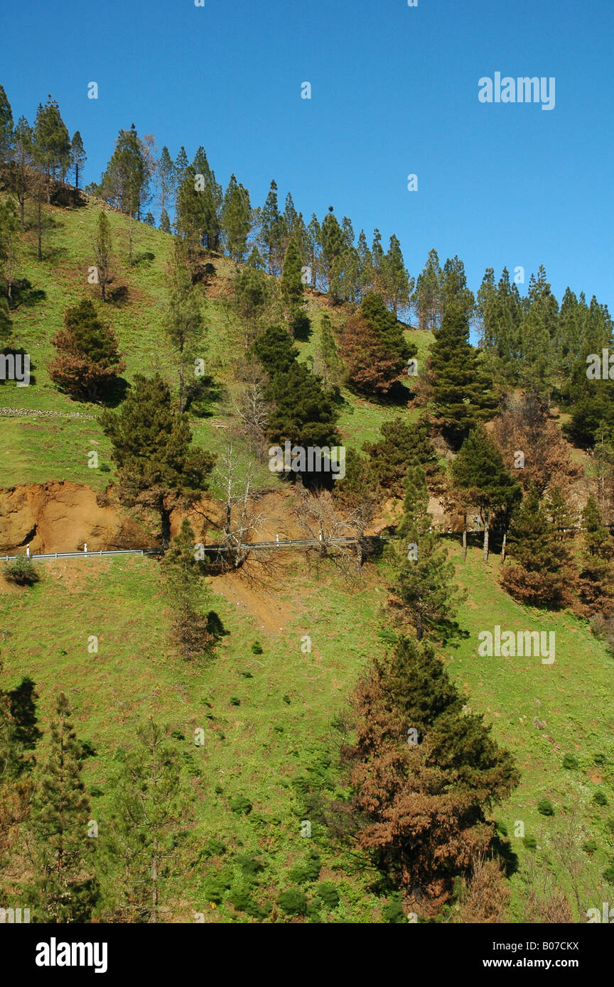 Motorway runs through pine trees in the nature reserve in Valleseco in ...