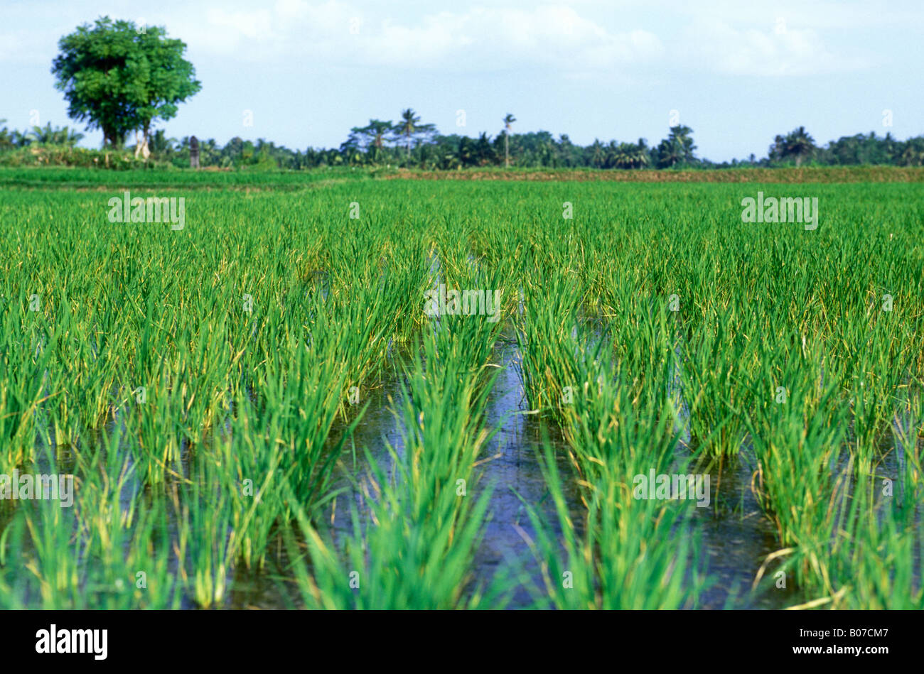 Rice Paddy Bali Indonesia Stock Photo - Alamy