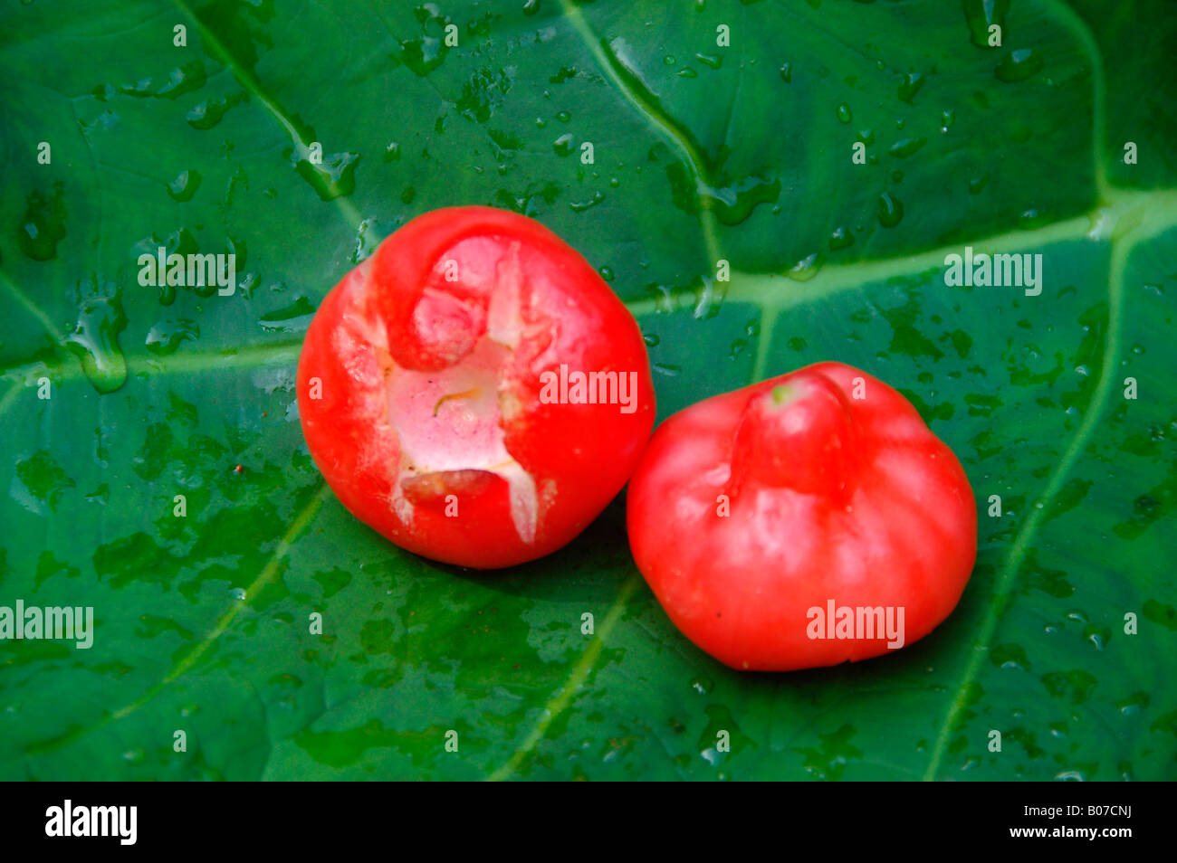 Jamba (sweet red goose berries Stock Photo - Alamy
