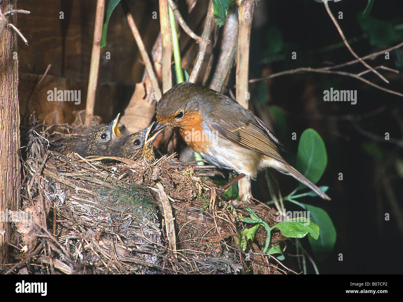 European Robin, Erithacus rubecula, feeding young in open nest Stock ...
