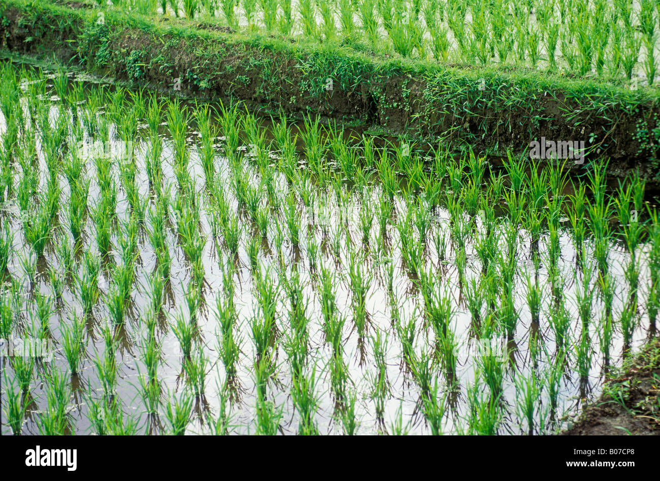 Closeup Of Rice Growing In Paddy Bali Indonesia Stock Photo - Alamy
