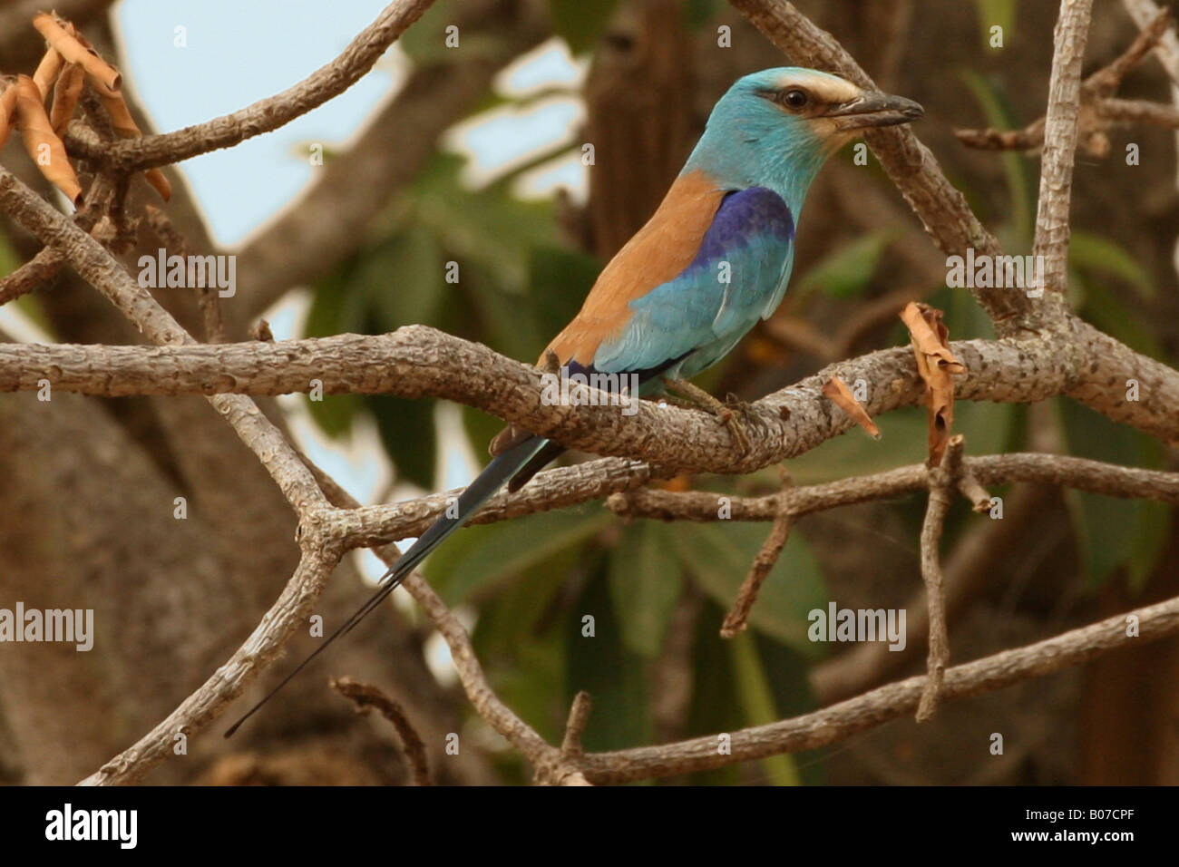 Abyssinian Roller, Coracias abyssinicus or Senegal roller,Bintang ...