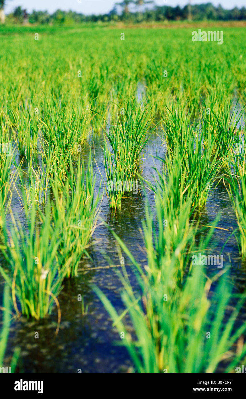 Rice Paddy Bali Indonesia Stock Photo - Alamy