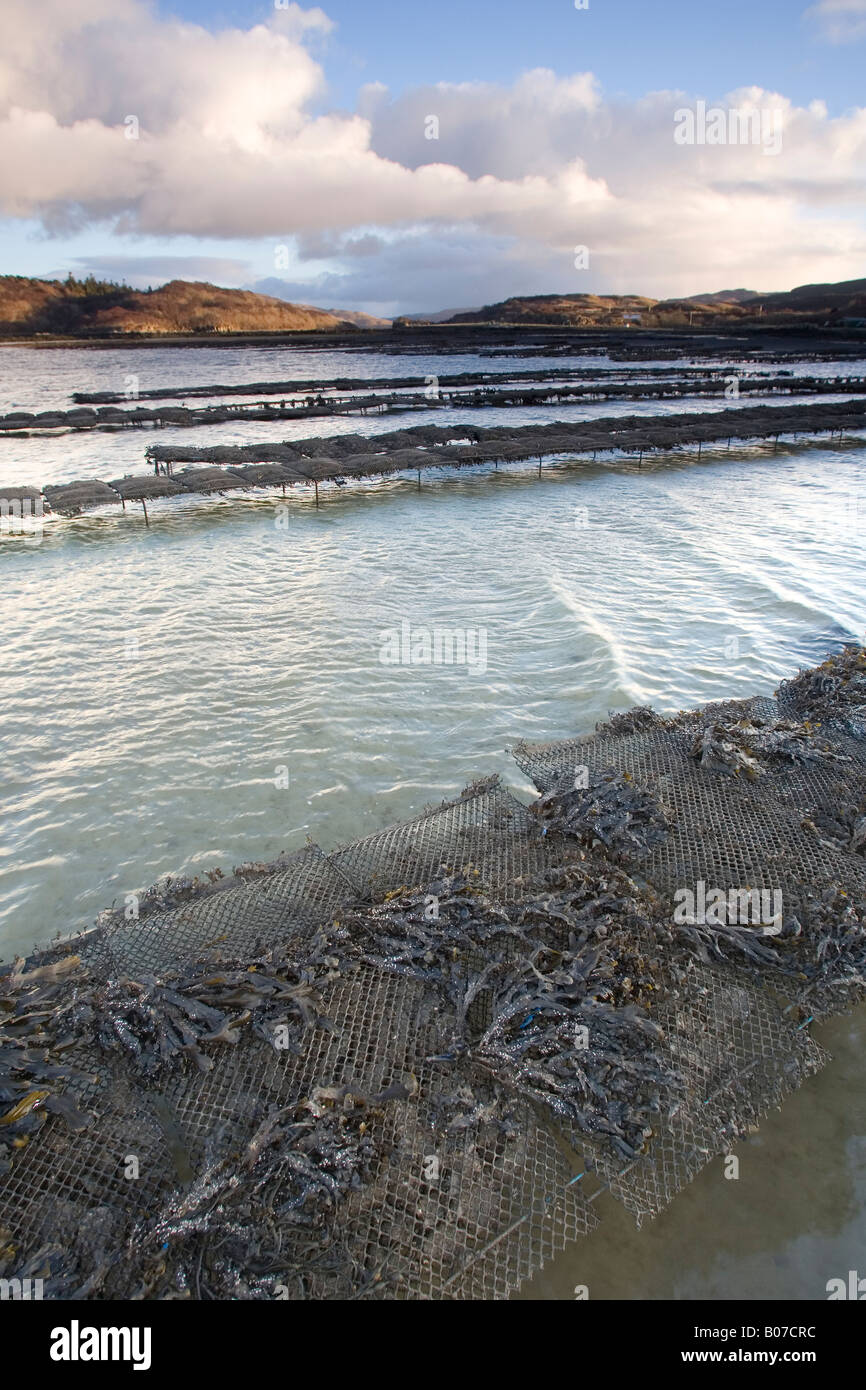 Oyster rearing racks, Isle of Mull, Scotland Stock Photo - Alamy