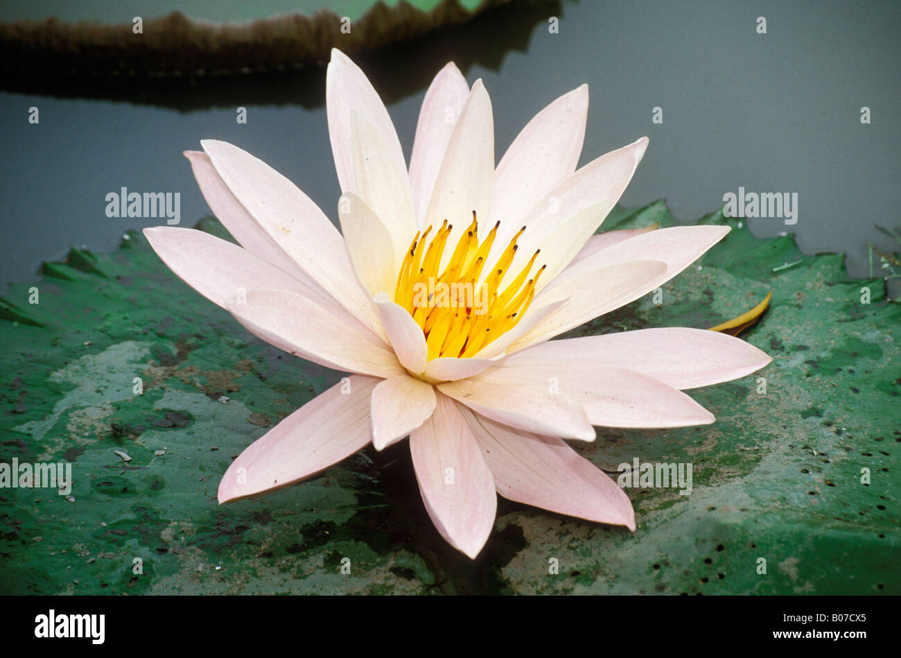 Water Lily Nymphaea Species Ubud Bali Indonesia Stock Photo - Alamy