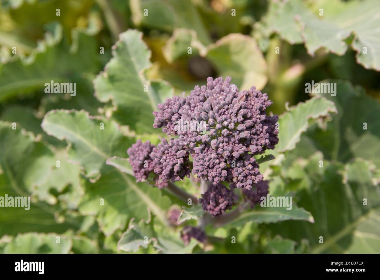 purple sprouting broccoli plant Stock Photo - Alamy