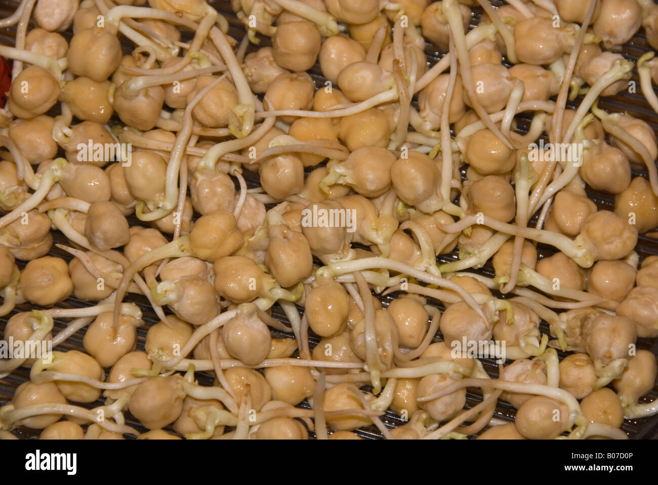 Beans sprouting hi-res stock photography and images - Alamy