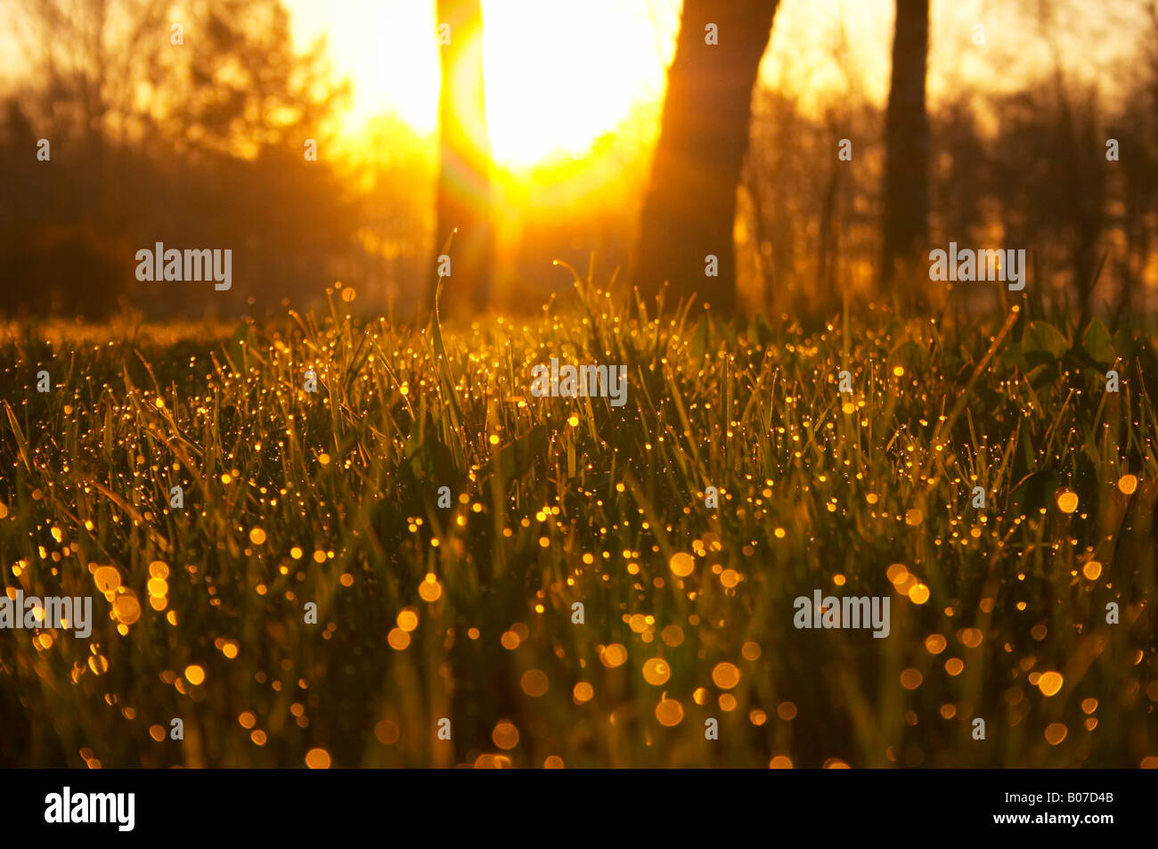 Morning dew sparkles at sun Stock Photo - Alamy