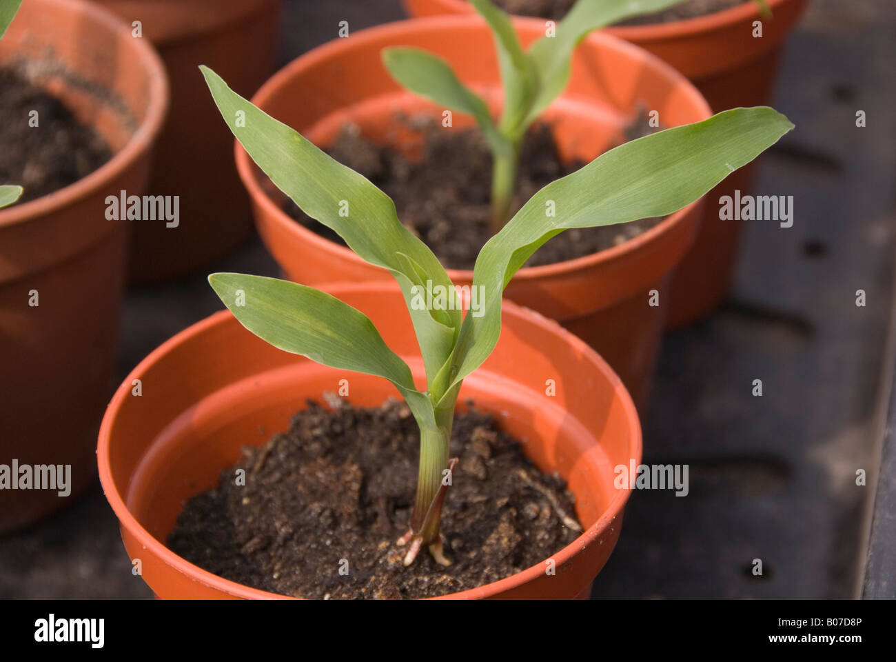 Young sweet corn plants on potting tray Stock Photo - Alamy