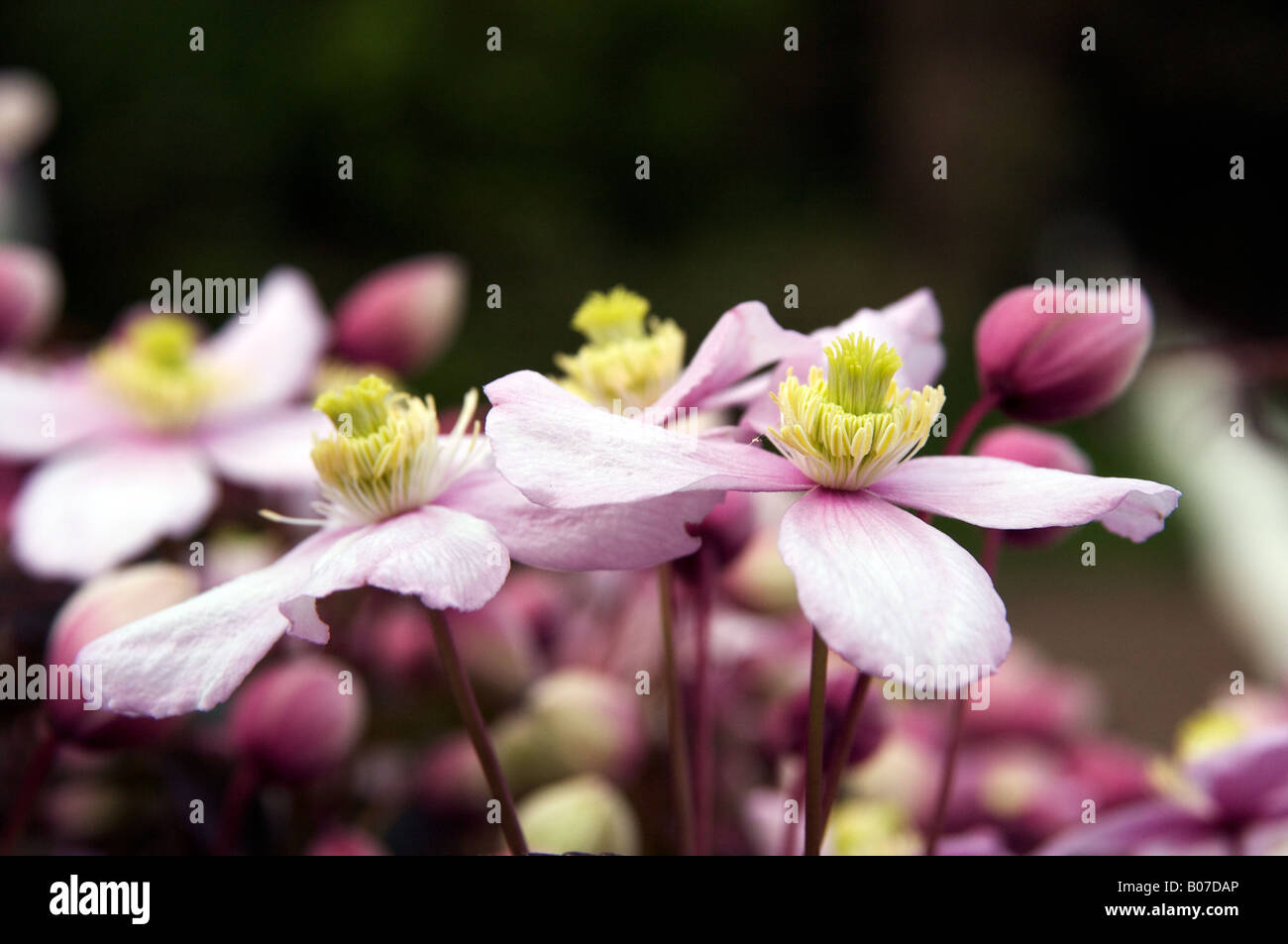 Clematis flower plant hi-res stock photography and images - Alamy