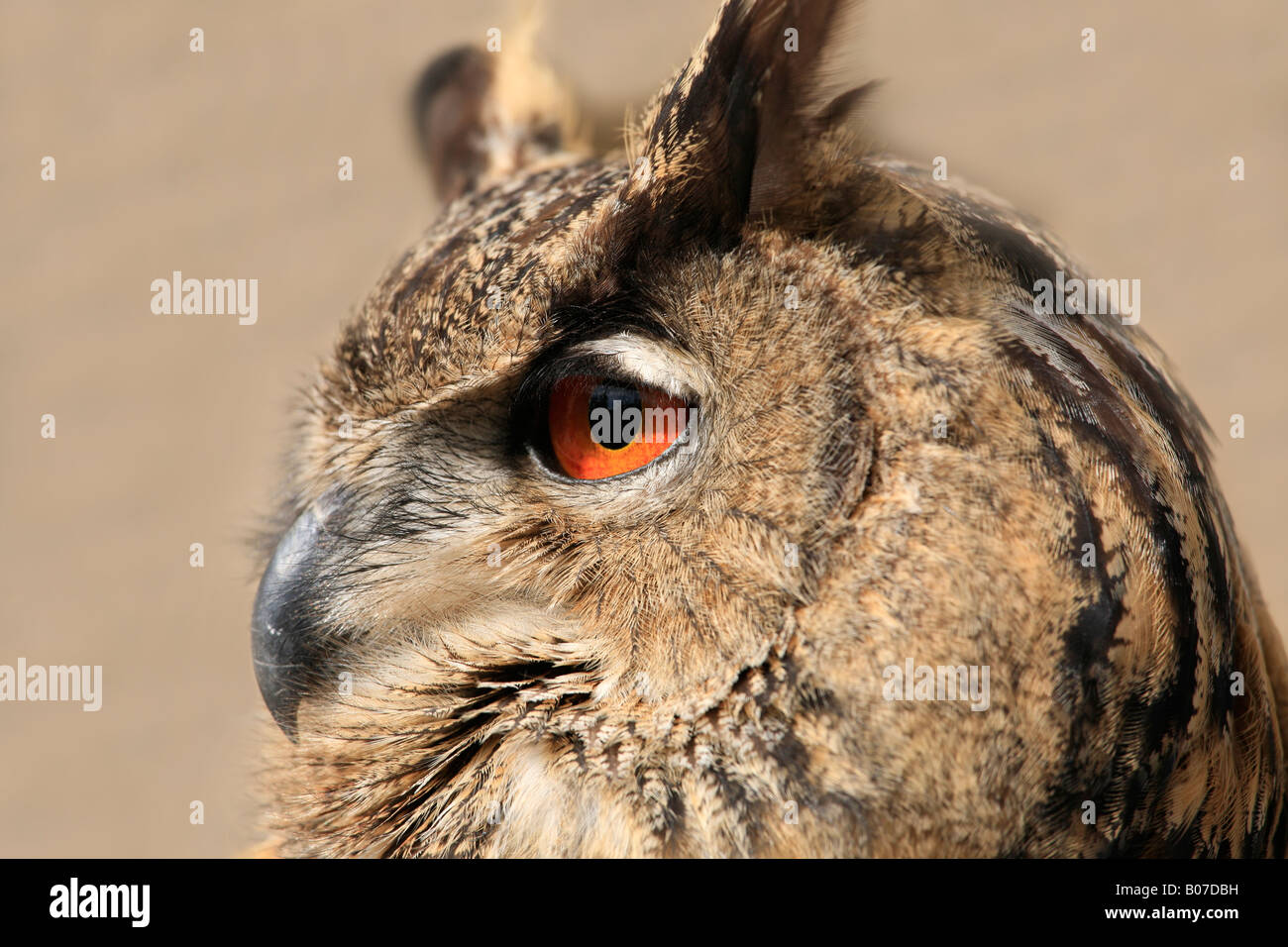 portrait eagle owl, bubo bubo (latin name Stock Photo - Alamy