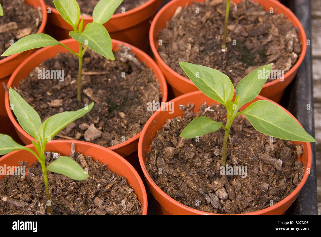 Young "Mini bell" sweet pepper plants Stock Photo - Alamy