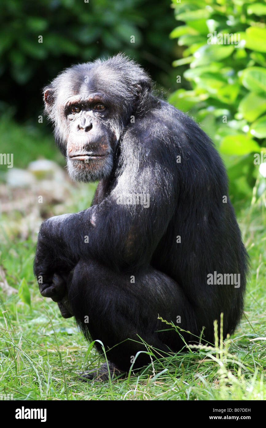 Zoo chester chimp hi-res stock photography and images - Alamy