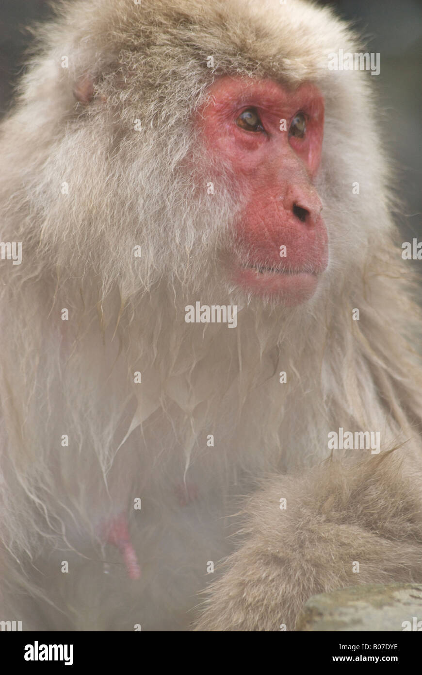 Japanese Macaque at Jogokudani Monkey Park, Yamanouchi town, Nagano ...