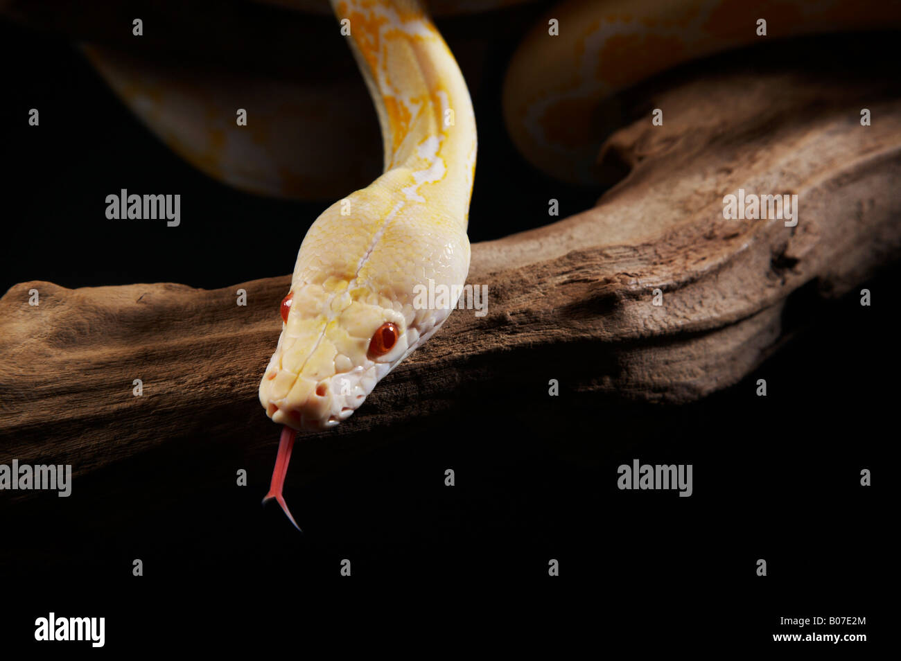 Burmese python close up tongue hi-res stock photography and images - Alamy