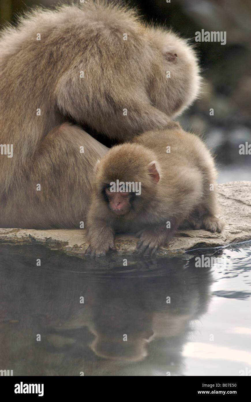 Japanese Macaque and baby at Jogokudani Monkey Park, Yamanouchi town ...